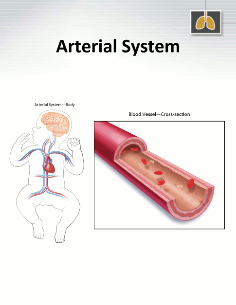 Arterial System - NICU Parent Education Resources