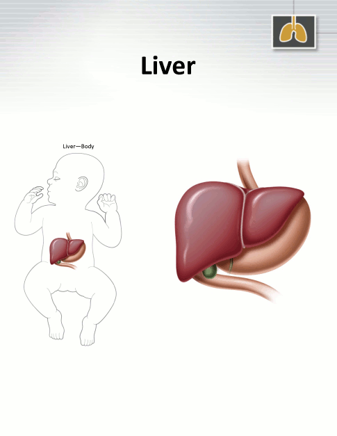 Liver - NICU Parent Education Resources