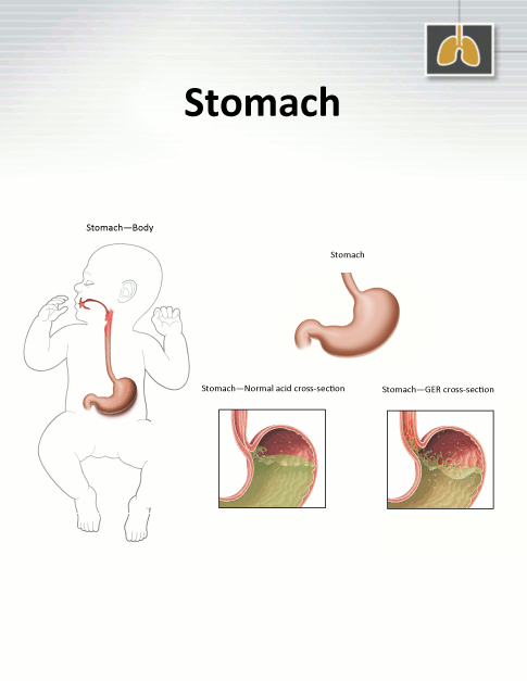 Stomach - NICU Parent Education Resources